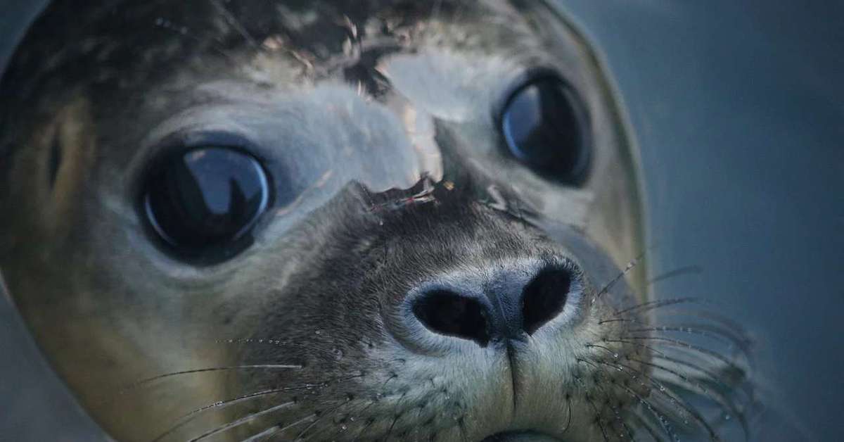 Aparência que engana: Animais 'fofos' que são perigosos