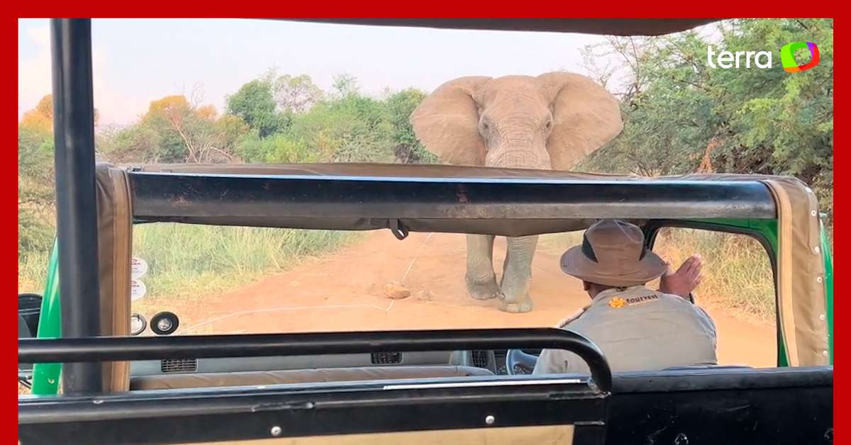 Elefante é gravado atacando veículo durante safári - África do Sul - Terra