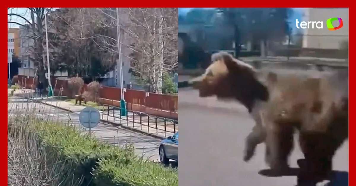 Urso ataca pessoas e causa situação de emergência - Caso na Eslováquia ...