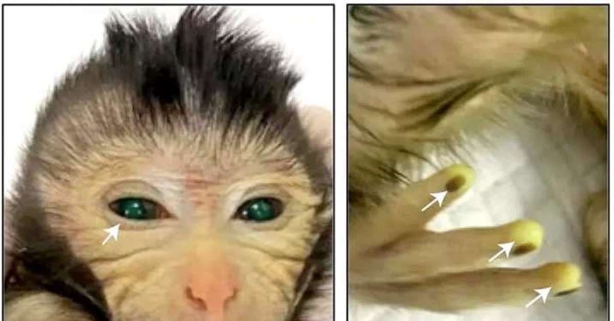 Macaco "quimera": Cientistas da China criam animal fluorescente