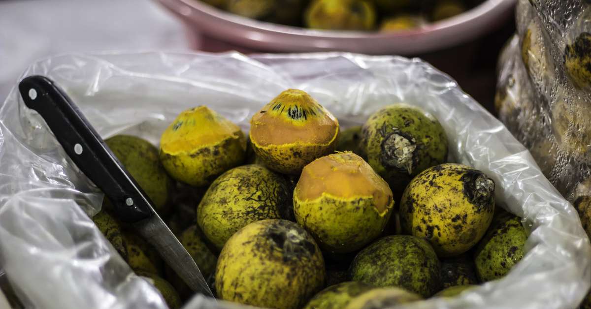 Tukumã: conheça fruto da Amazônia que se tornou 'ouro' na indústria de ...