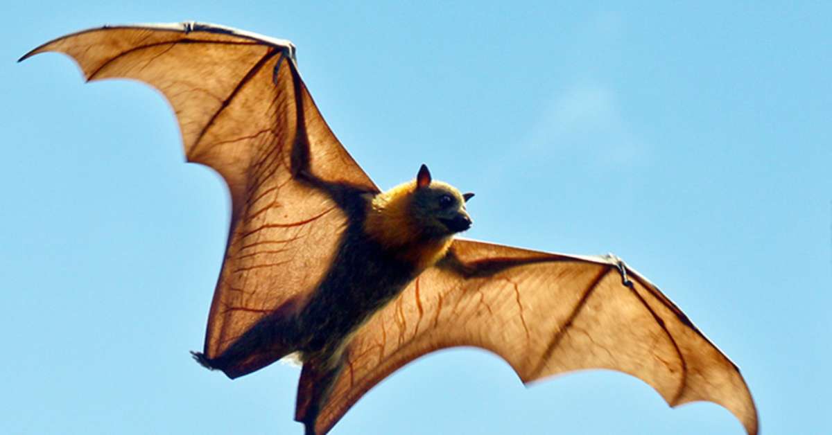 Este morcego pode chegar ao tamanho de um humano; entenda