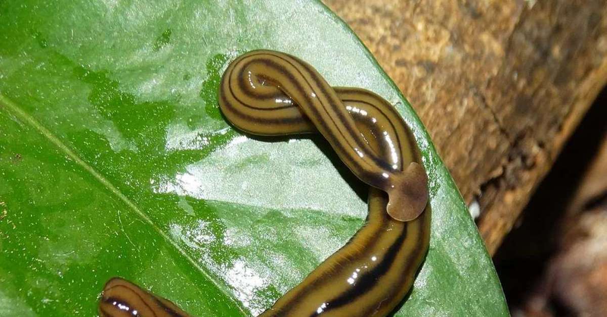 Verme que 'se multiplica' chega ao Brasil e preocupa especialistas