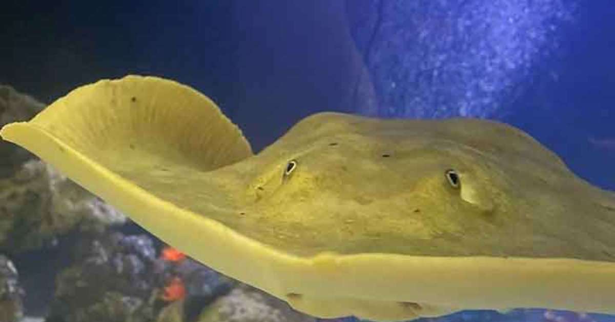 O que explica? Arraia engravida sem ter contato com macho da espécie