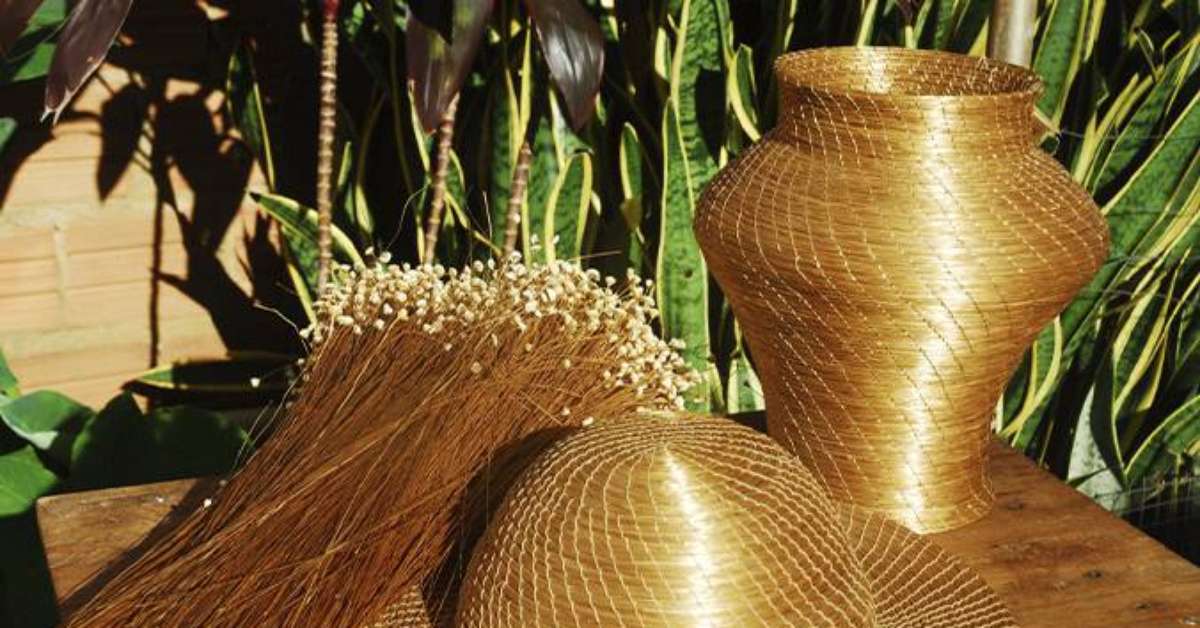 Capim dourado: 8 curiosidades sobre a planta rara que pode te fazer ser ...