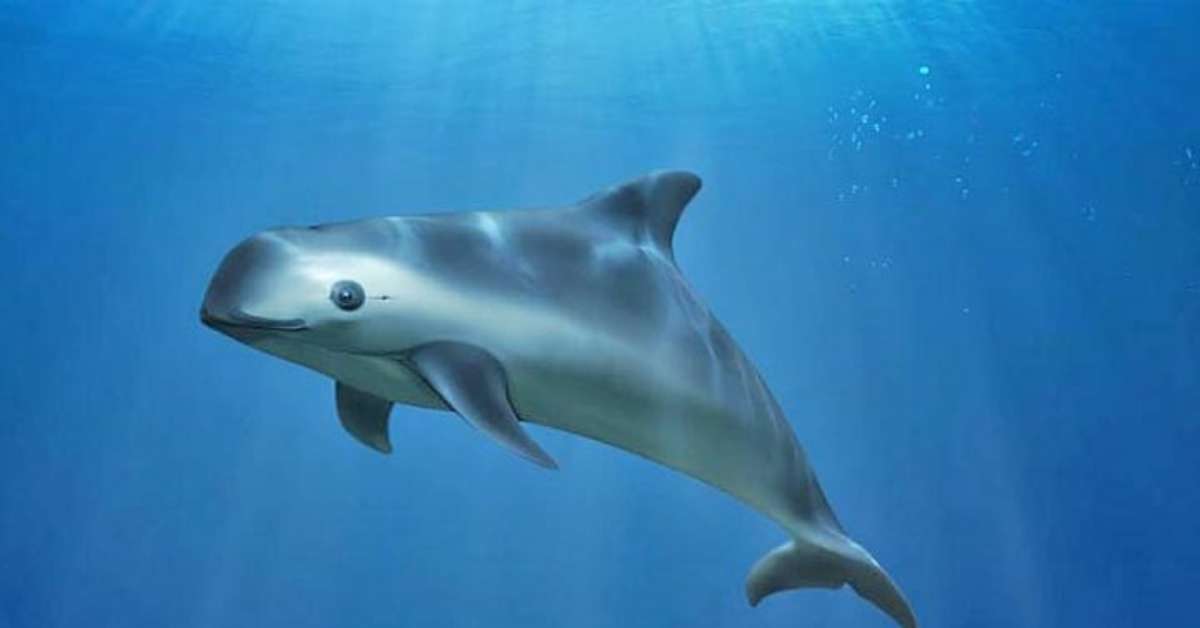 Leonardo DiCaprio tenta evitar extinção de vaquitas; conheça a espécie