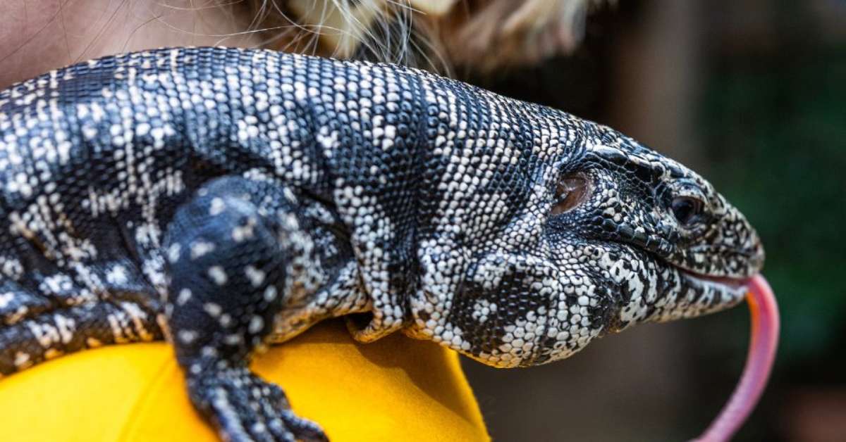 Conheça o teiú, lagarto capaz de regular a própria temperatura