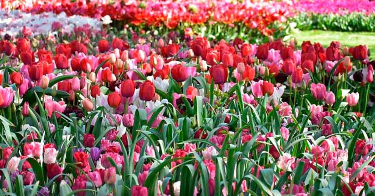 'Mil' simbolismos: Veja a origem das tulipas, flores formosas que fascinam