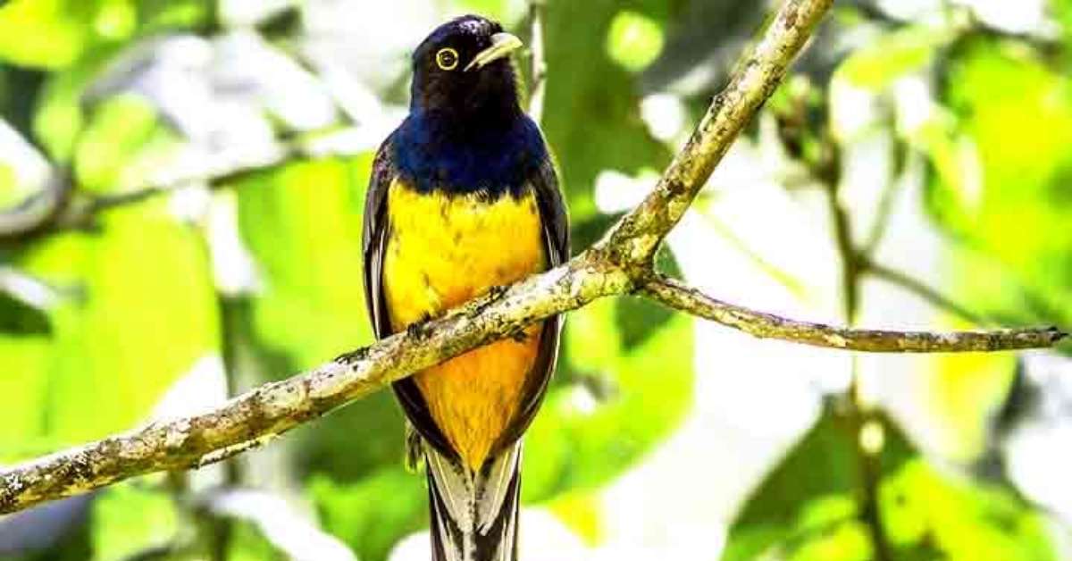 Observadores documentam 340 espécies de aves na Mata Atlântica em 24 horas