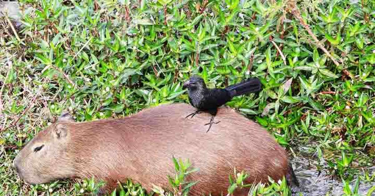 Vírus da raiva matou capivaras no litoral de SP