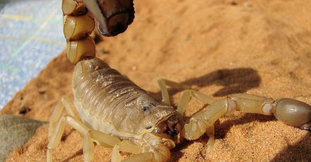 Em alerta: Os animais peçonhentos mais perigosos do Brasil