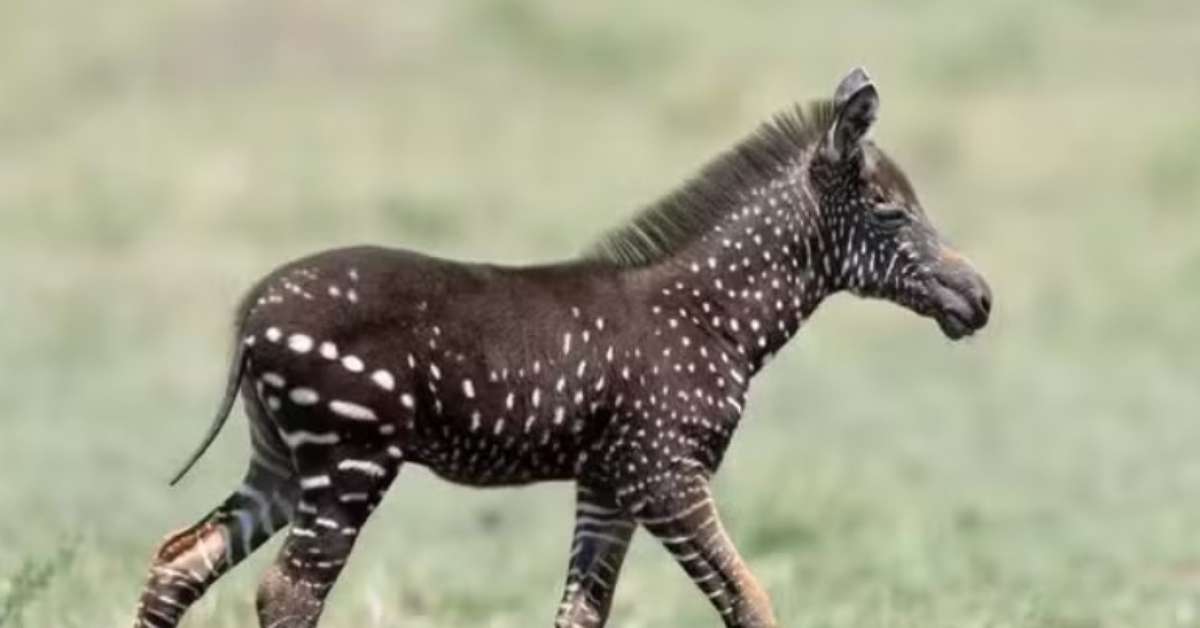 Pra quem não viu: Zebra sem listras - e com bolinhas - surpreende na África