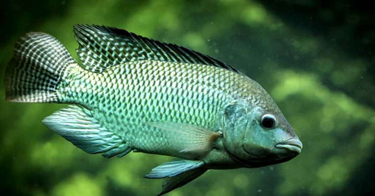Alimento leve e saudável: Veja sugestões para incorporar o peixe à refeição