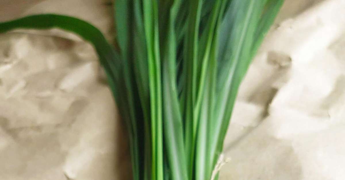 7 benefícios do chá de capim-santo para a saúde