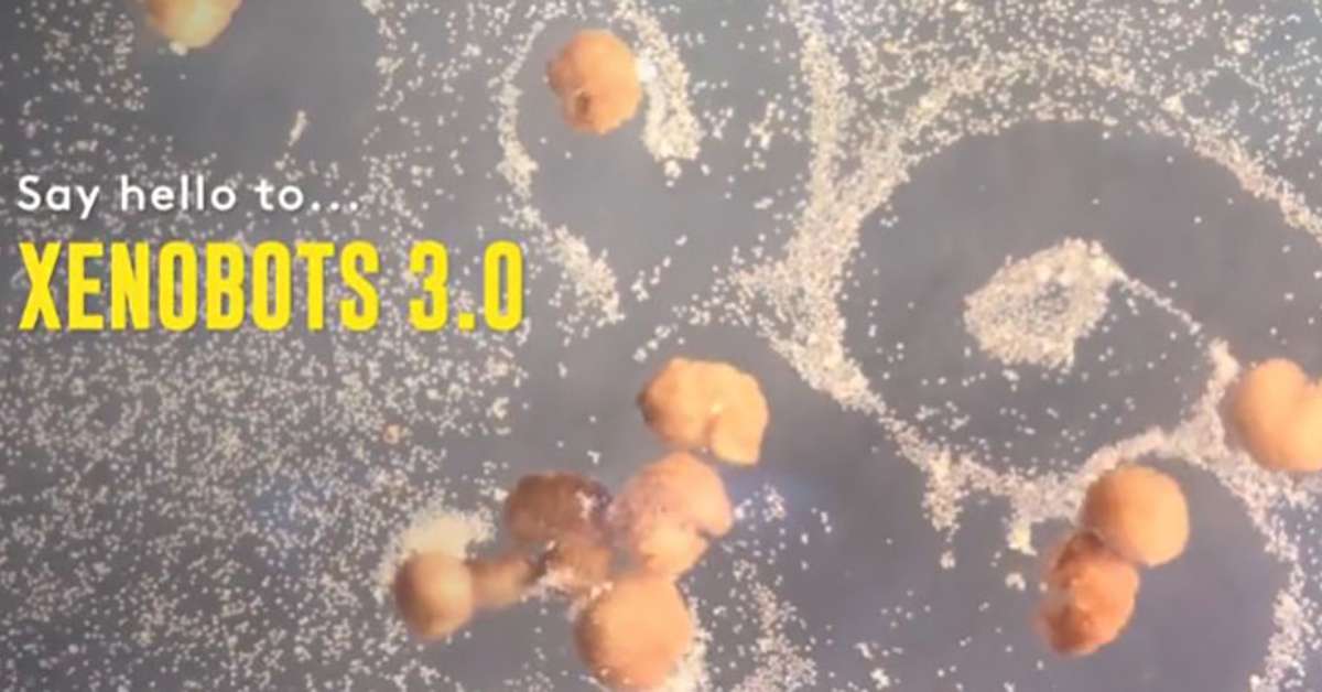 Xenobots, 'robôs vivos', são criados com células de rã