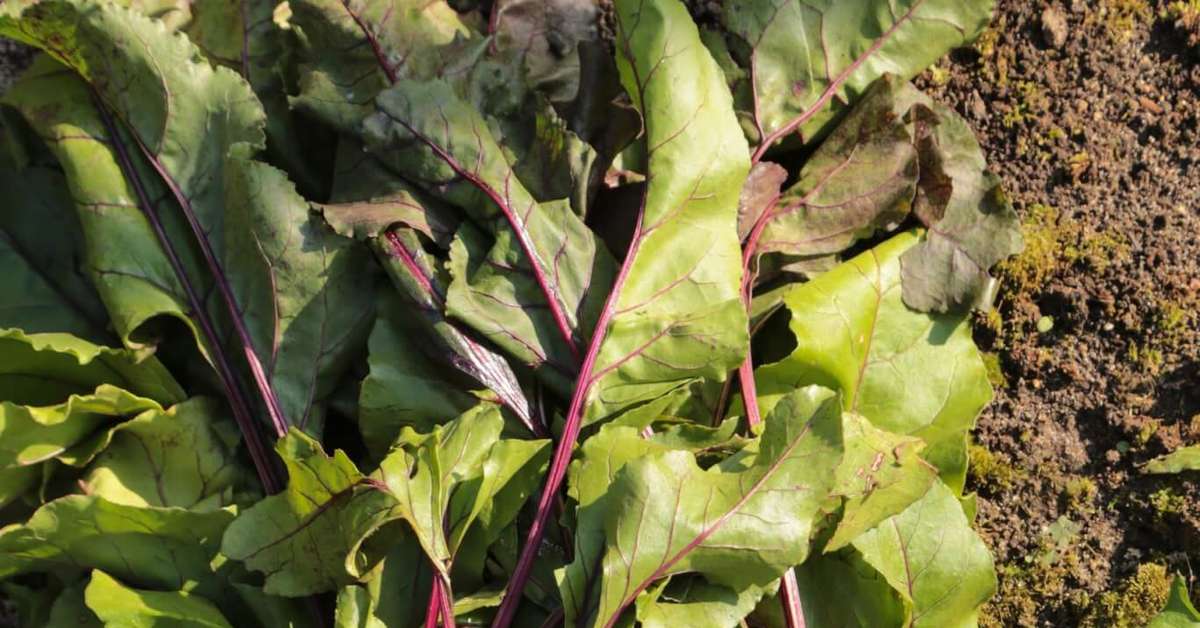 7 benefícios da beterraba para a saúde