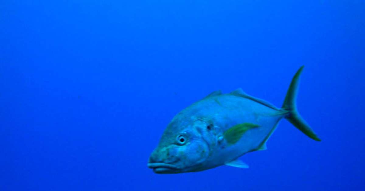 Aquecimento do planeta coloca em risco peixe mais caro do mundo