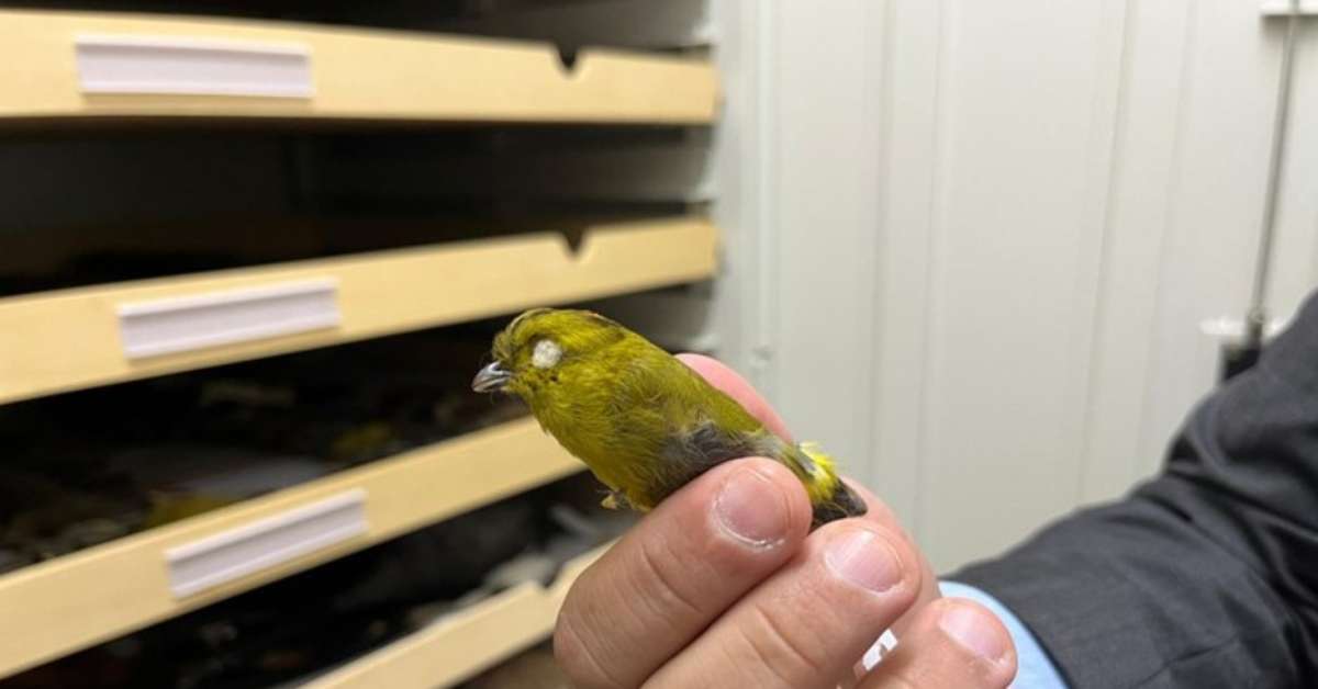 Exemplar científico de ave rara da Mata Atlântica retorna ao Brasil