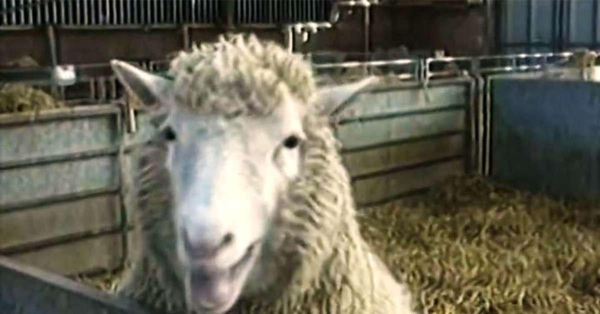 Ovelha Dolly: a evolução da clonagem a partir do primeiro animal