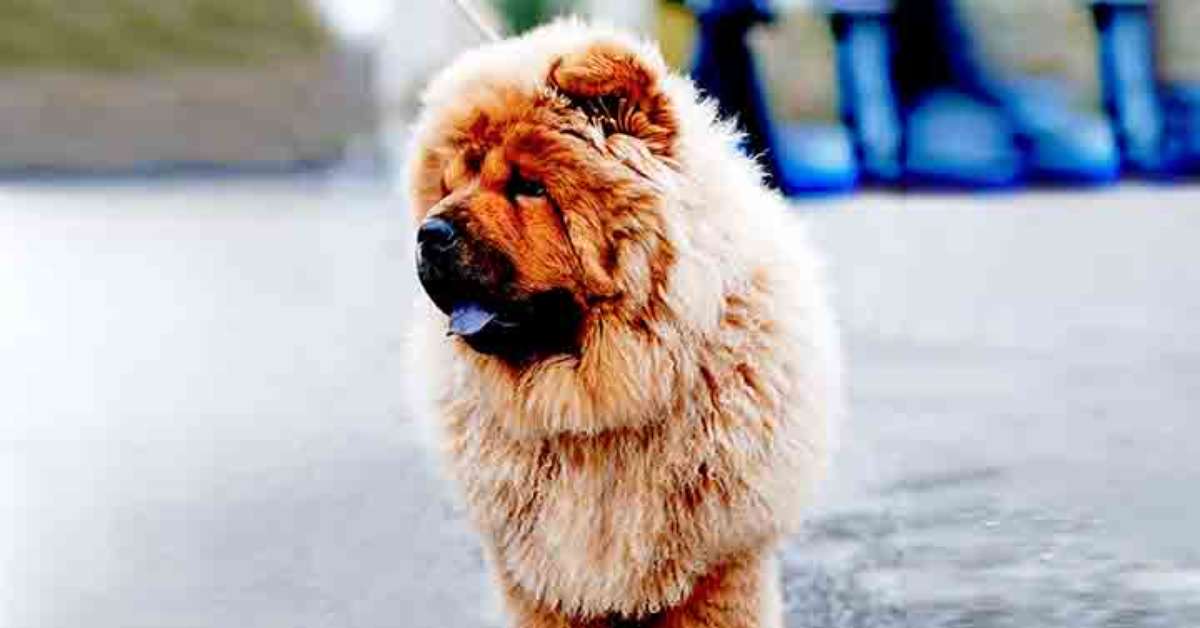 Chow-Chow tem como característica a língua azul; confira outras ...