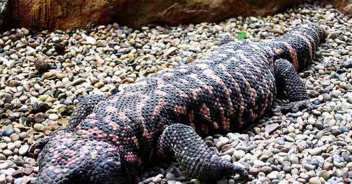 Monstro-de-gila: veneno de lagarto foi chave para criação do Ozempic