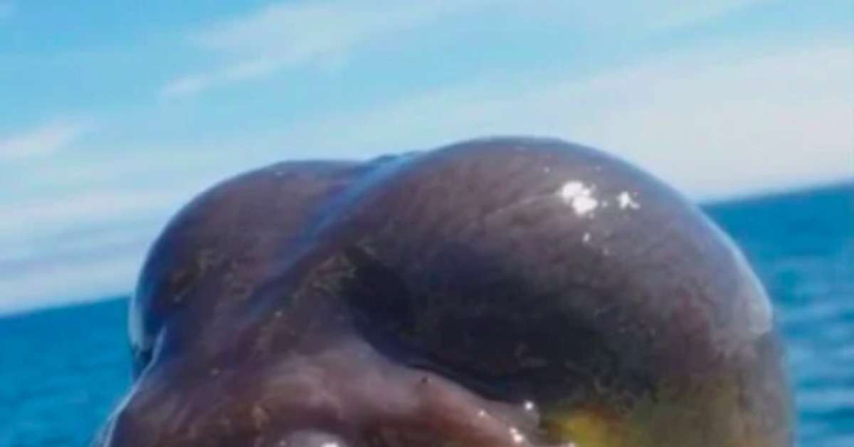 Peixe 'alienígena' encontrado por pescador na Rússia viraliza na web