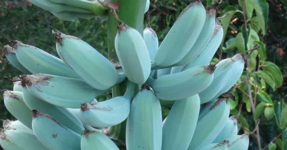 Banana azul: veja a curiosa variedade da fruta