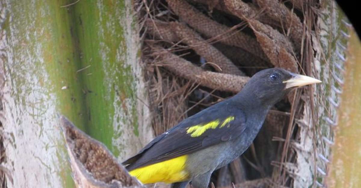 Ave imita mais de 20 espécies e já ganhou até homenagem de maestro