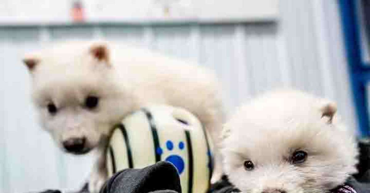 Lobo-terrível: empresa diz ter 'ressuscitado' espécie extinta há mais de 10 mil anos