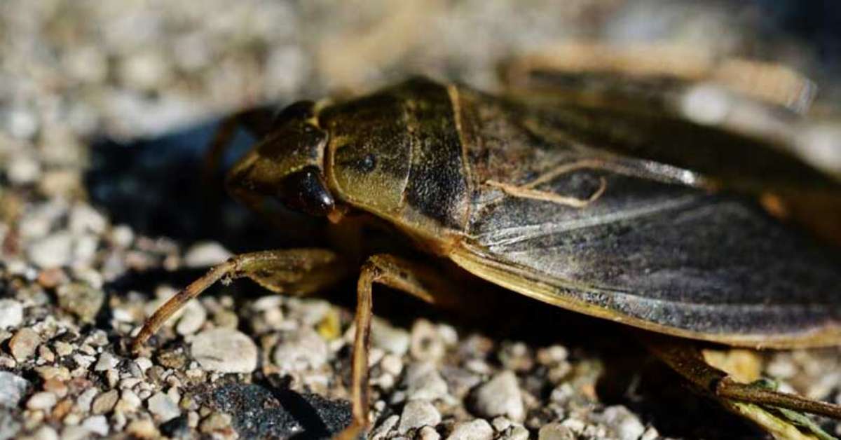 Barata gigante come patos, sapos e até cobras