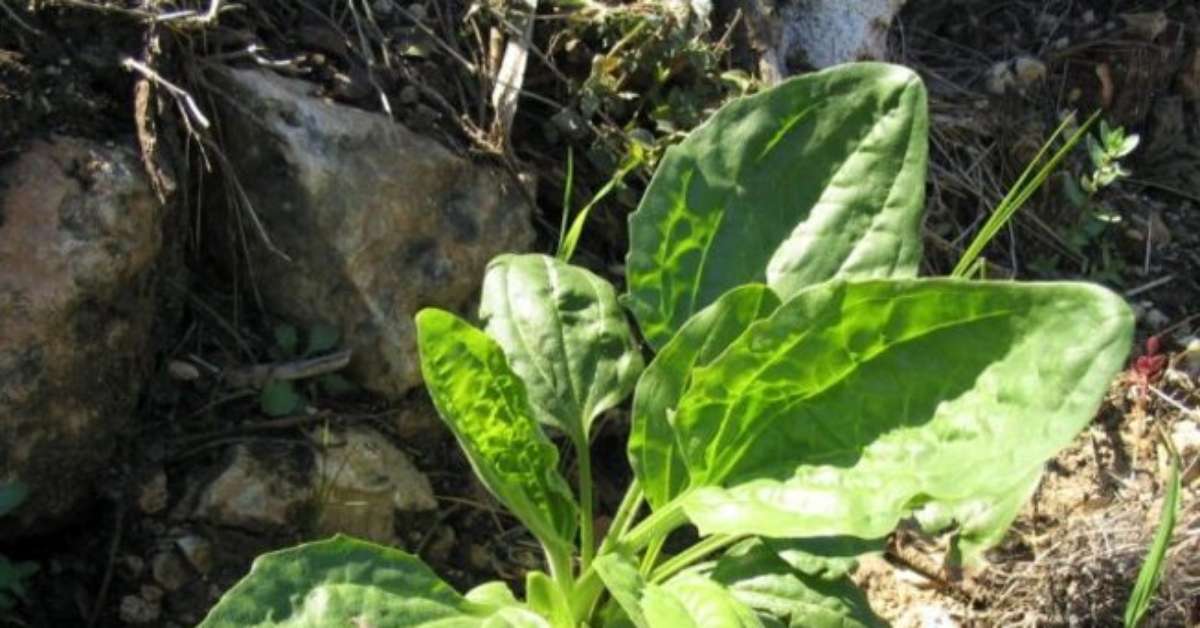Conhece a tanchagem? Planta pouco conhecida faz muito bem à saúde; veja ...
