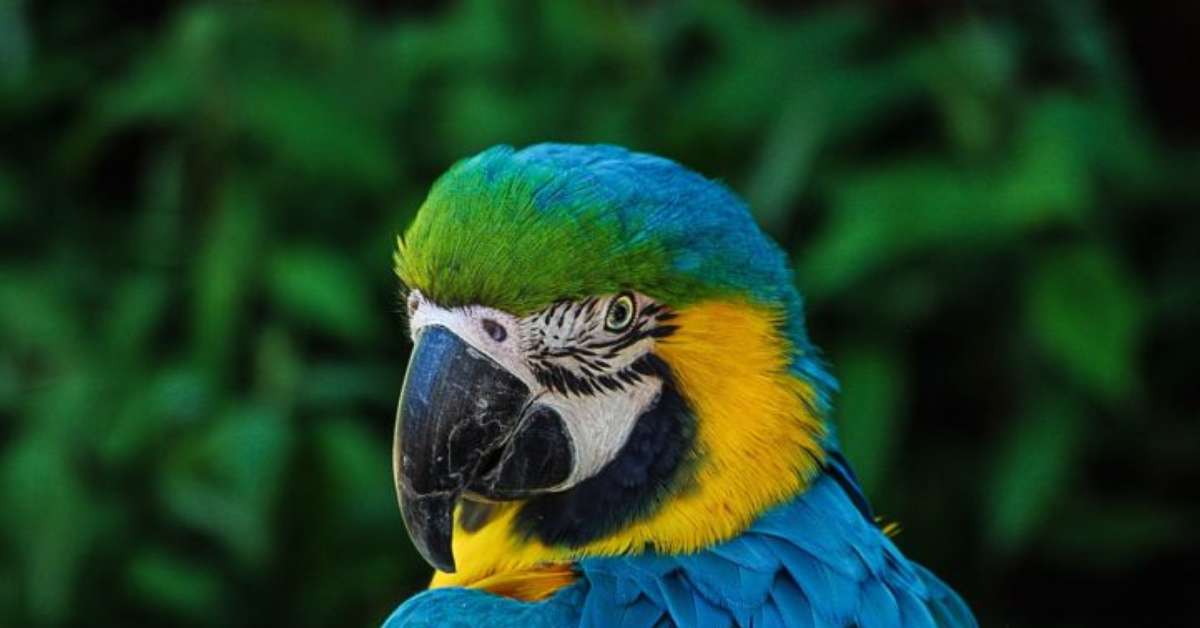 Espécies recentes de animais que deixaram de existir