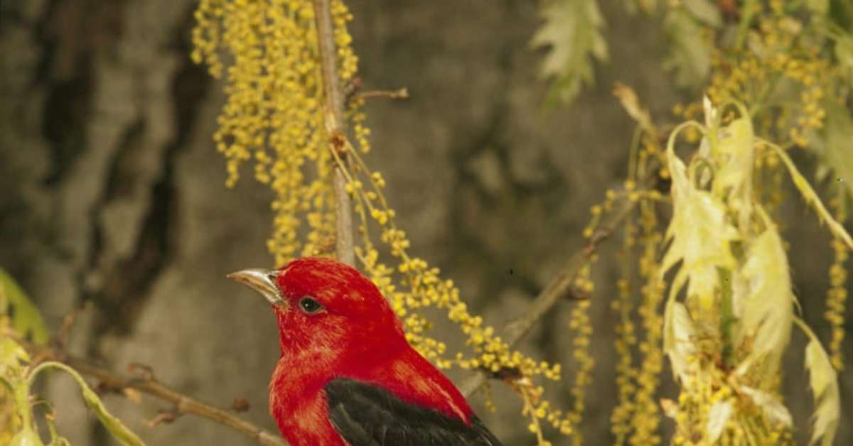 Voou longe: Ave típica da América do Norte é vista em Fernando de Noronha