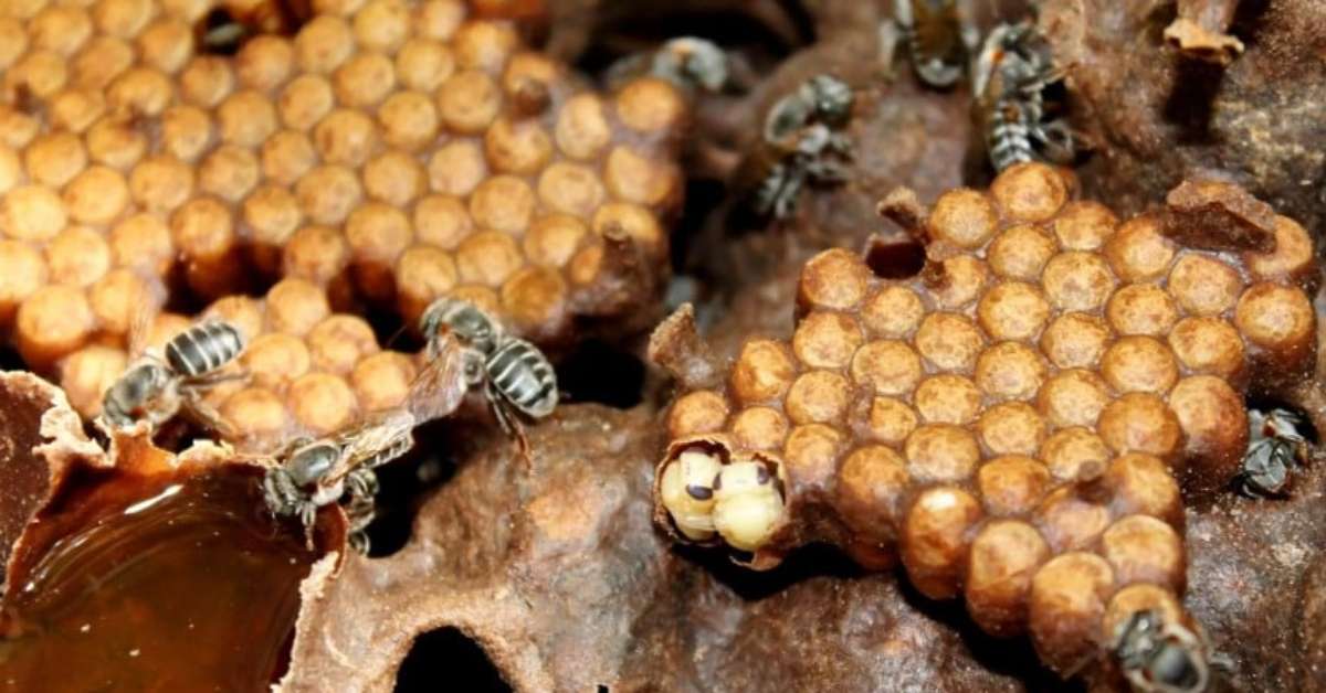 Pesquisa revela abelhas únicas na Chapada dos Veadeiros