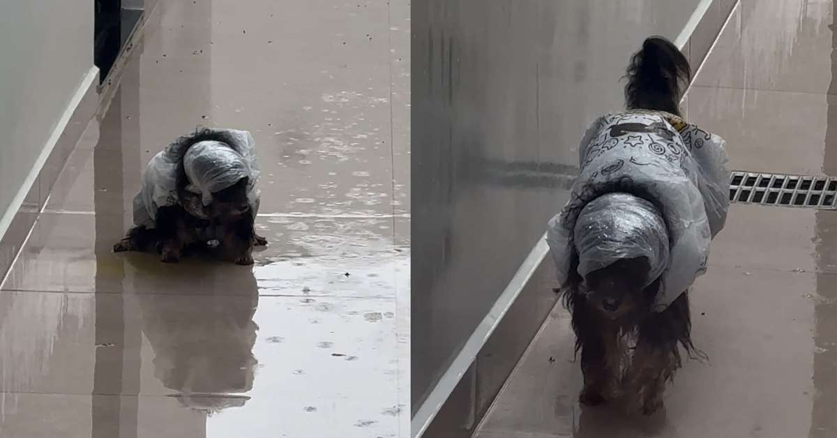 Tutora improvisa capa de chuva em cachorra - Cena inusitada - Terra