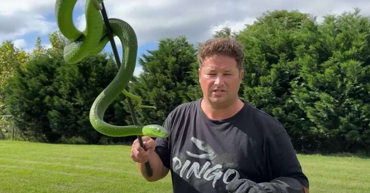 Mamba-verde mata youtuber que filmava a serpente