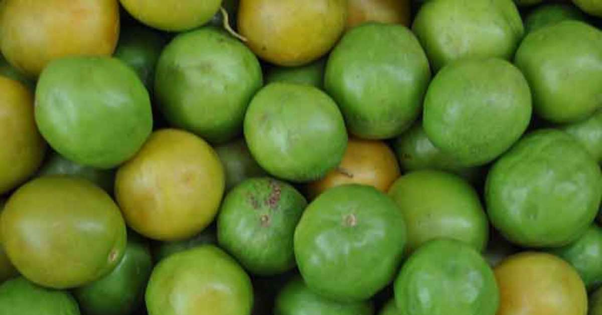 Tesouro da Caatinga, Umbu conquista a ciência com múltiplos benefícios ...