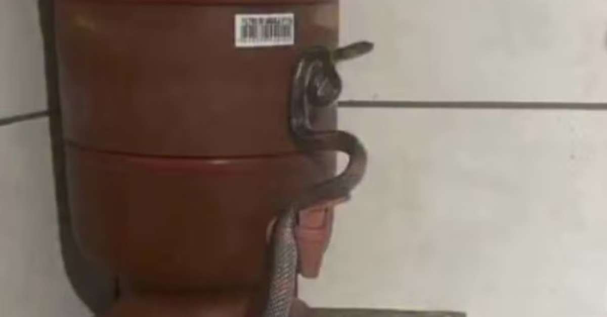 Pânico na cozinha: Família se depara com cobra no filtro de barro