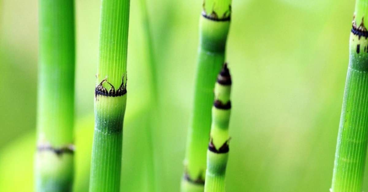Riqueza e variedade do tradicional bambu: e os nomes curiosos que ele tem