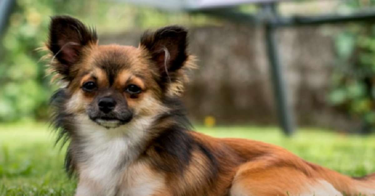 Chihuahua: coragem, energia e muita lealdade da raça