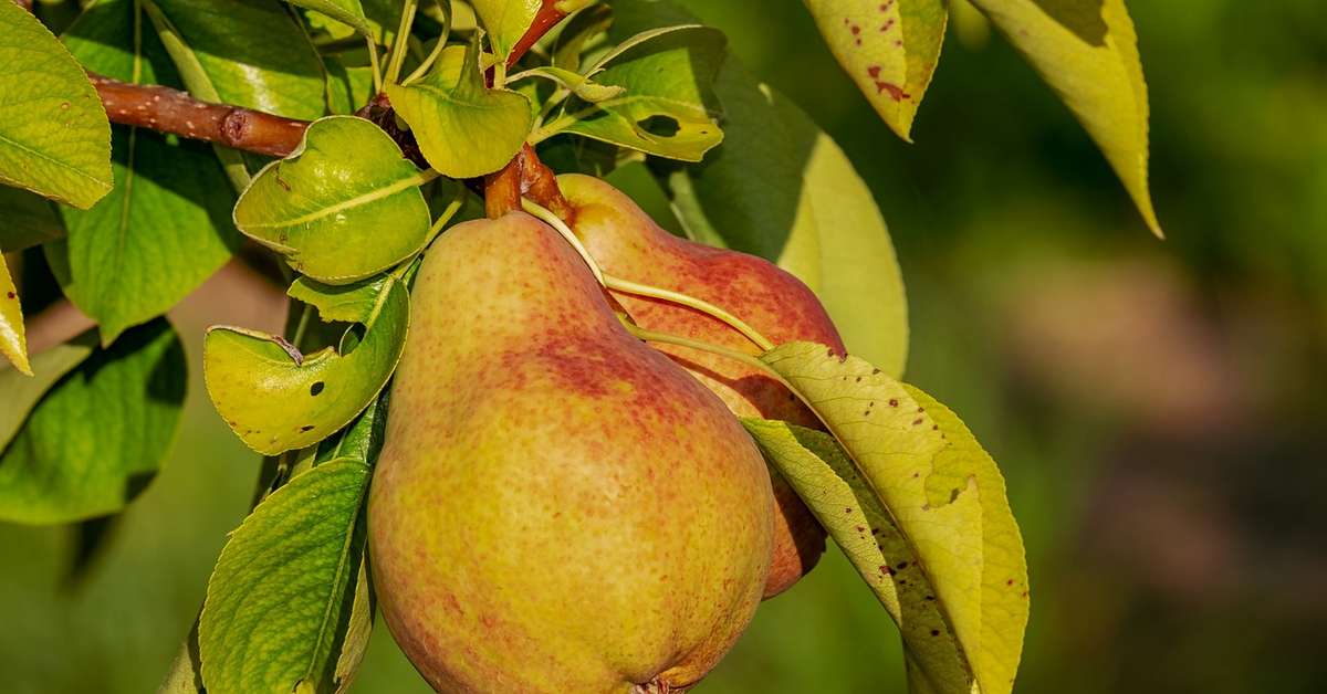 Pequena, mas fibrosa: veja nutrientes da pera, fruta que sacia e ajuda ...