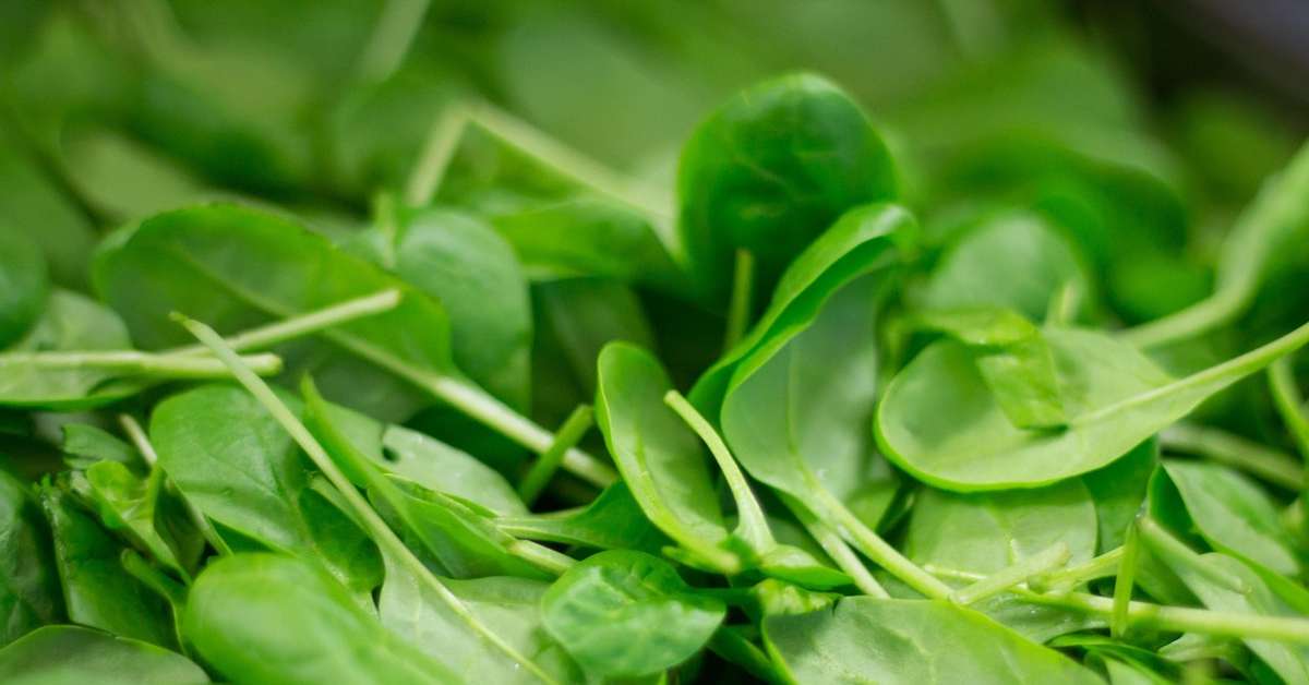 Benefícios do espinafre, famoso por dar força ao Popeye