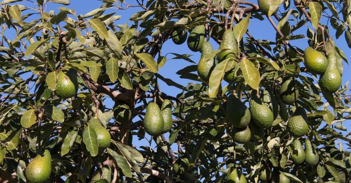 Abacate: fruta de gordura boa surpreende pelo nome científico
