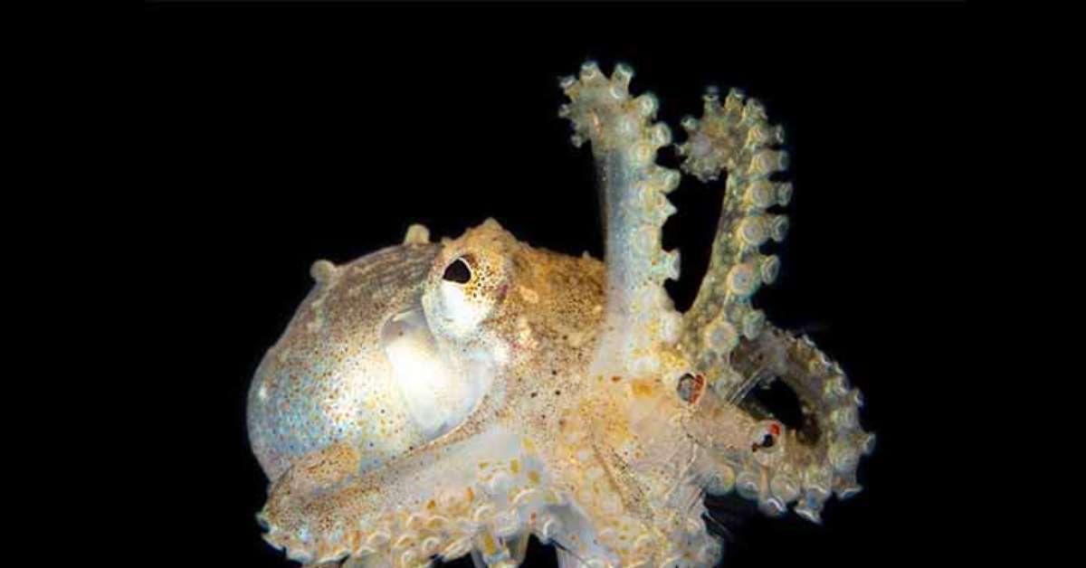 A incrível inteligência dos polvos: espécie é das mais surpreendentes ...