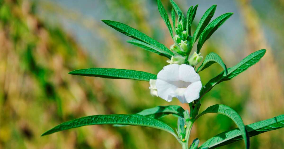 Gergelim orgânico é alternativa de cultivo para o semiárido