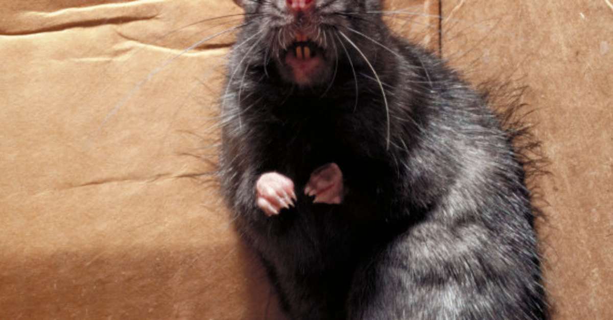 Reino Unido: ratos gigantes invadem Liverpool