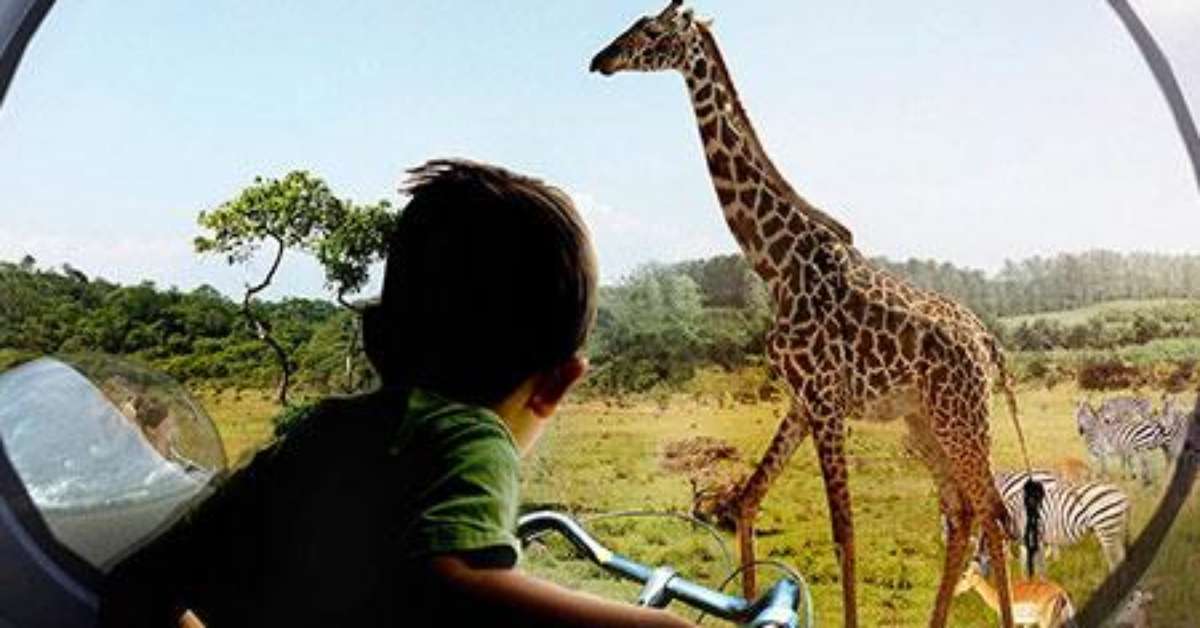 Zoológico quer que humanos se escondam para observar animais