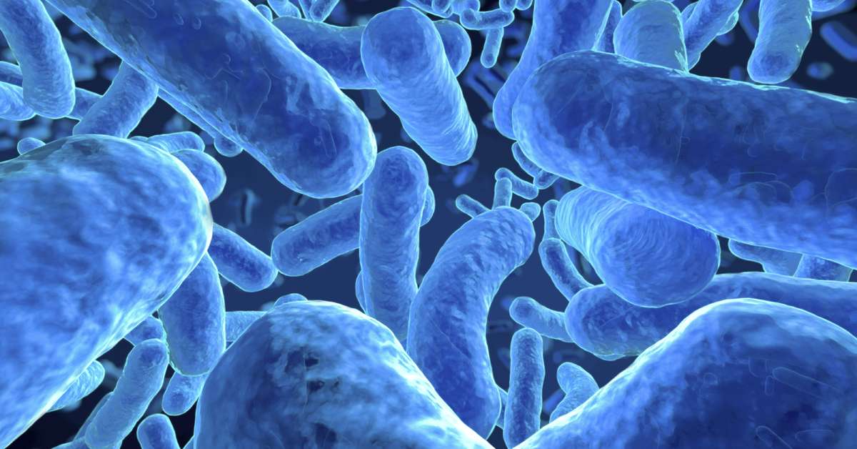 Os Coliformes Fecais Em Geral Não Causam Doenças - LIBRAIN