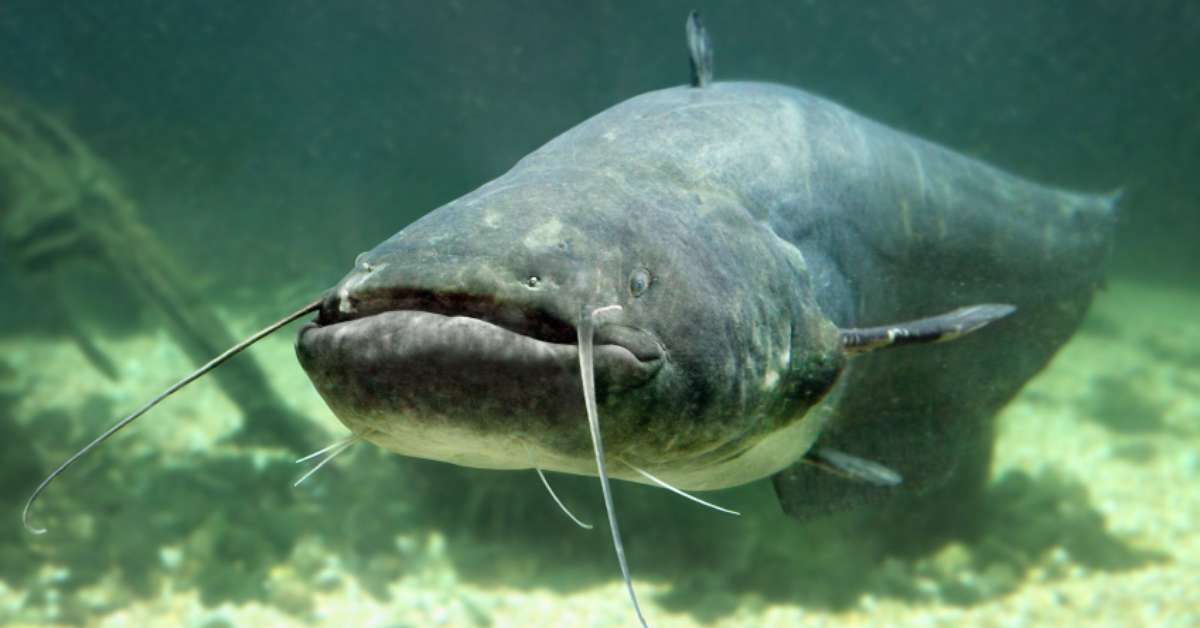 Ataques de bagre assustam banhistas: saiba o que fazer