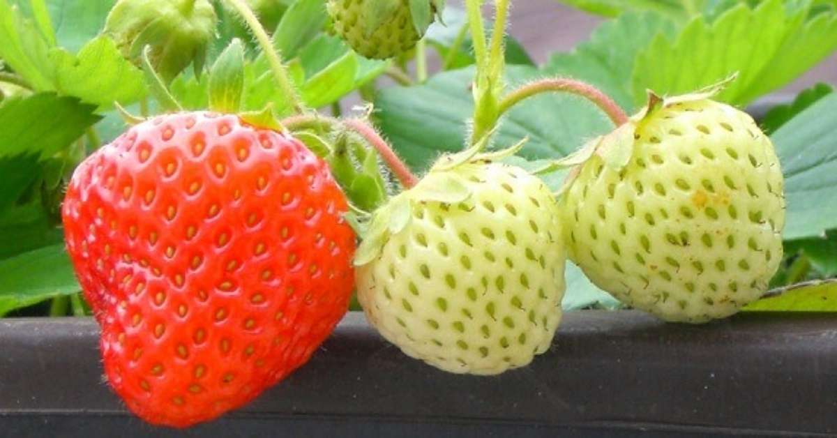 Como Plantar Morango: Confira o Passo a Passo de como Cultivar